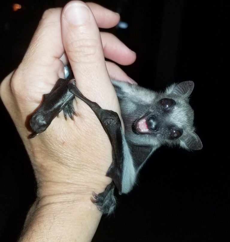 Bat World Sanctuary | Small Business Spotlight